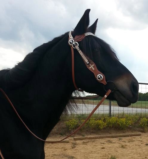 Draft Horse Western Bridles